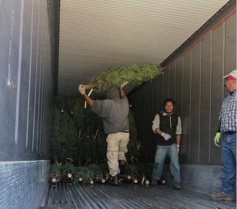 First 2018 holiday tree shipped by Magellan Transport Logistics ...